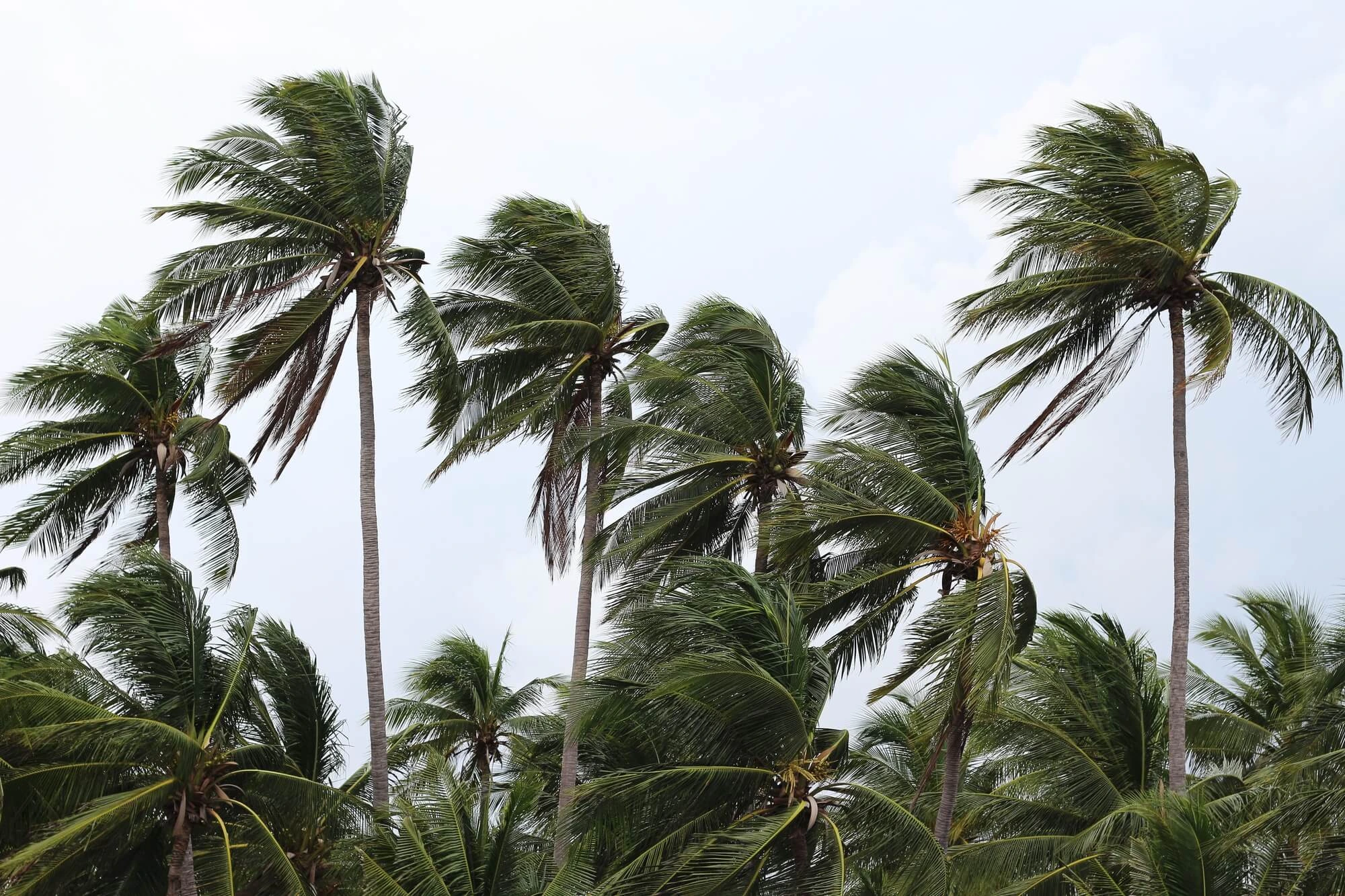 The Effects of Hurricane Winds on Commercial Roofs—and How to Prepare